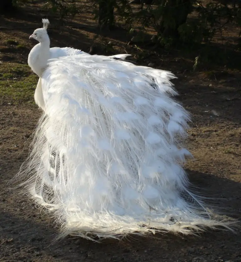 Pavo Real Blanco O Albino 】características Origen Extinción Y Más
